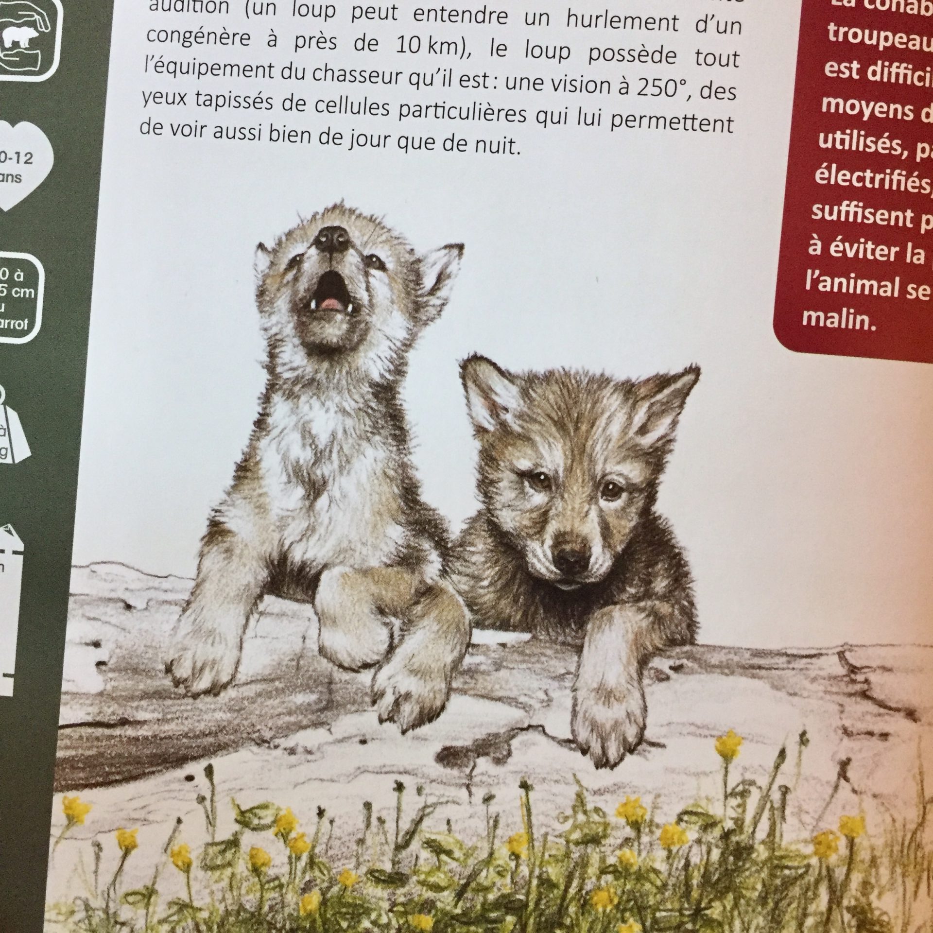 Les animaux des Pyrénées - Couleurs Animales